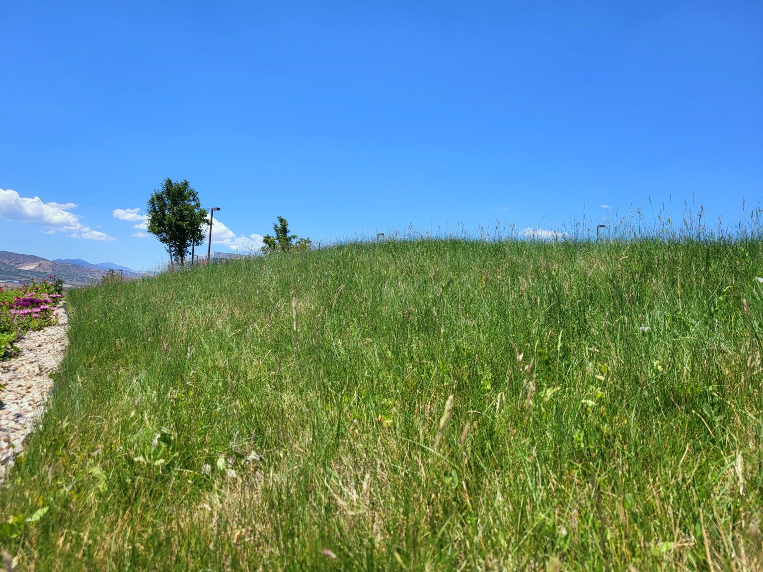 Drought-Tolerant Grass, Sod, Rocks, & Bulk Landscaping Products in West ...