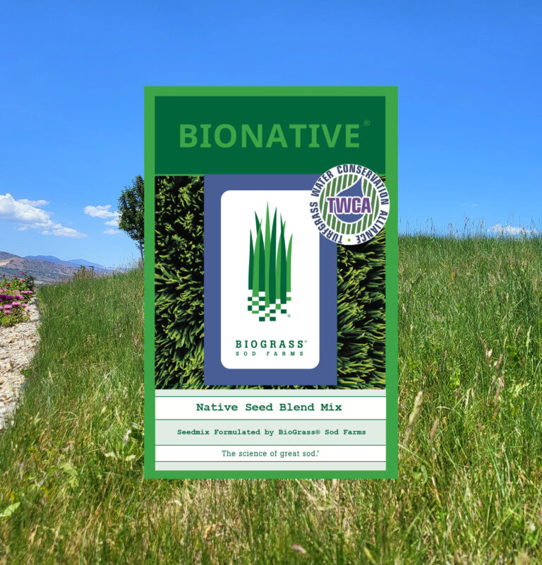 BioMeadow® Fine Fescue No-Mow Sod | BioGrass