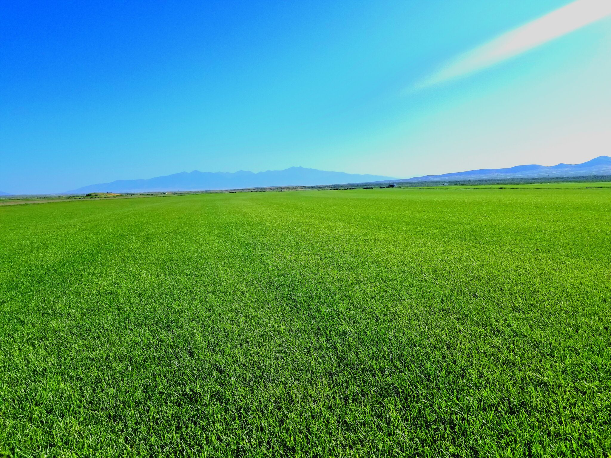 Drought-Tolerant Grass, Sod, Rocks, & Bulk Landscaping Products in West ...