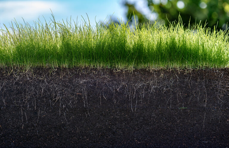 How Deep-Rooted Meadow-Style Grass Improves Soil Structure